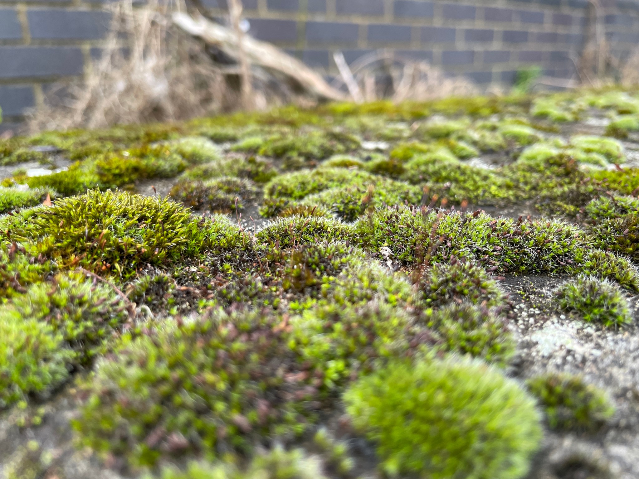 Mosses, lichens, algae, and fungi